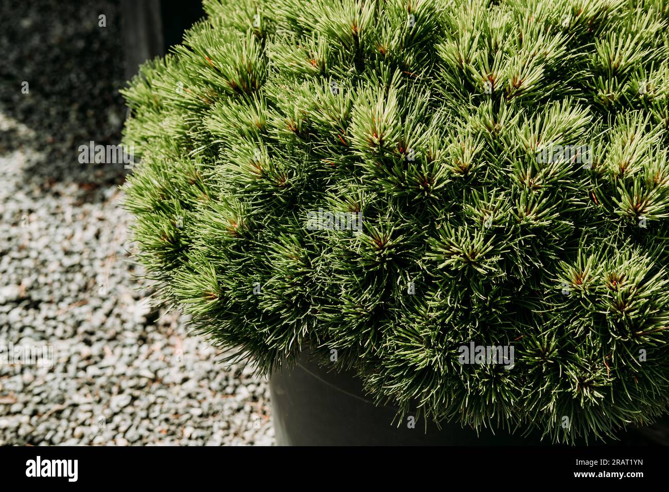 Marie bregon hi-res stock photography and images - Alamy