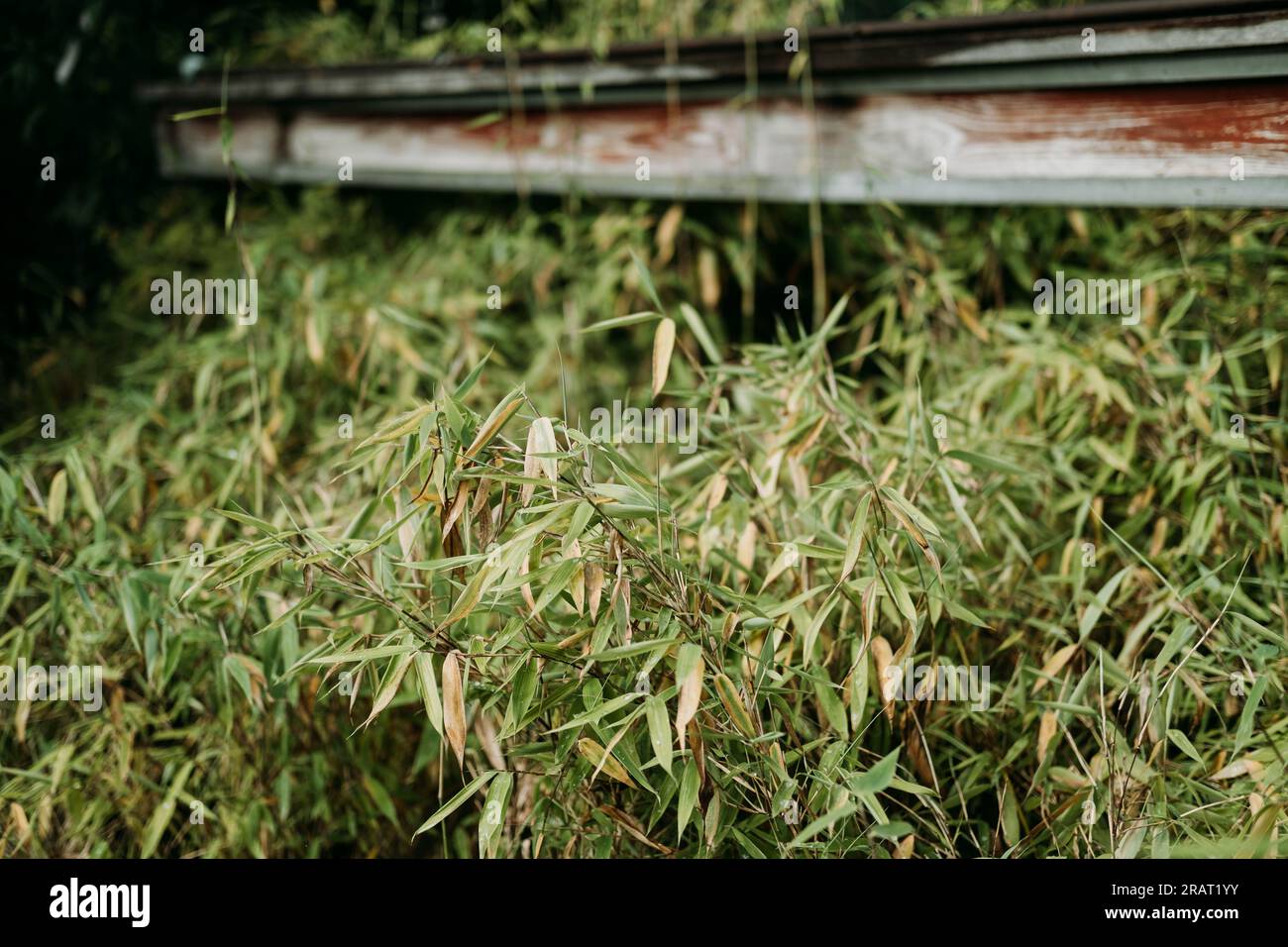Bamboo Fargesia Rufa hedge with slightly yellow leaves Stock Photo - Alamy