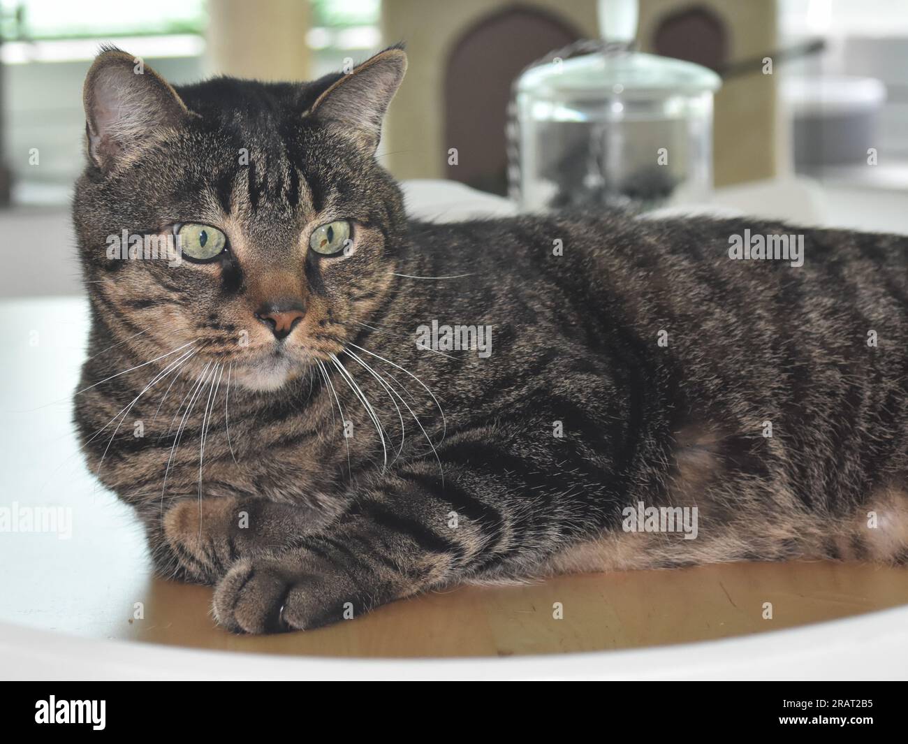 Chat katze hi-res stock photography and images - Alamy