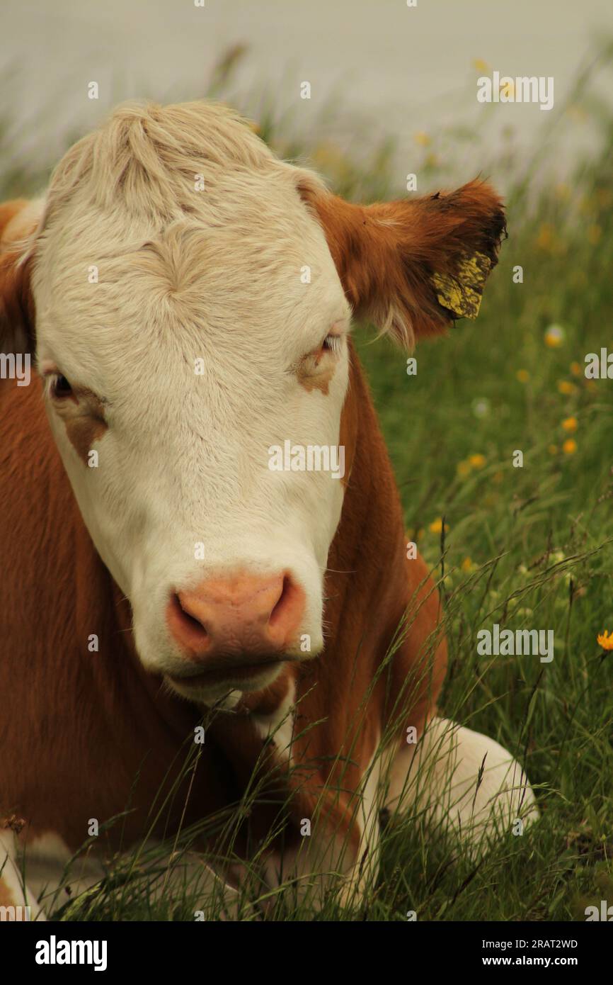 Cow in meadow Stock Photo - Alamy
