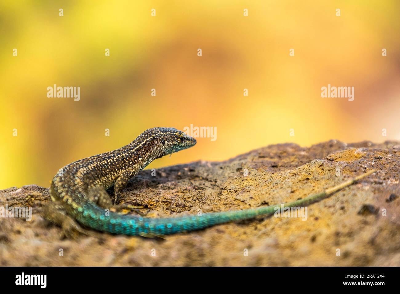Madeiran lizard hi-res stock photography and images - Alamy