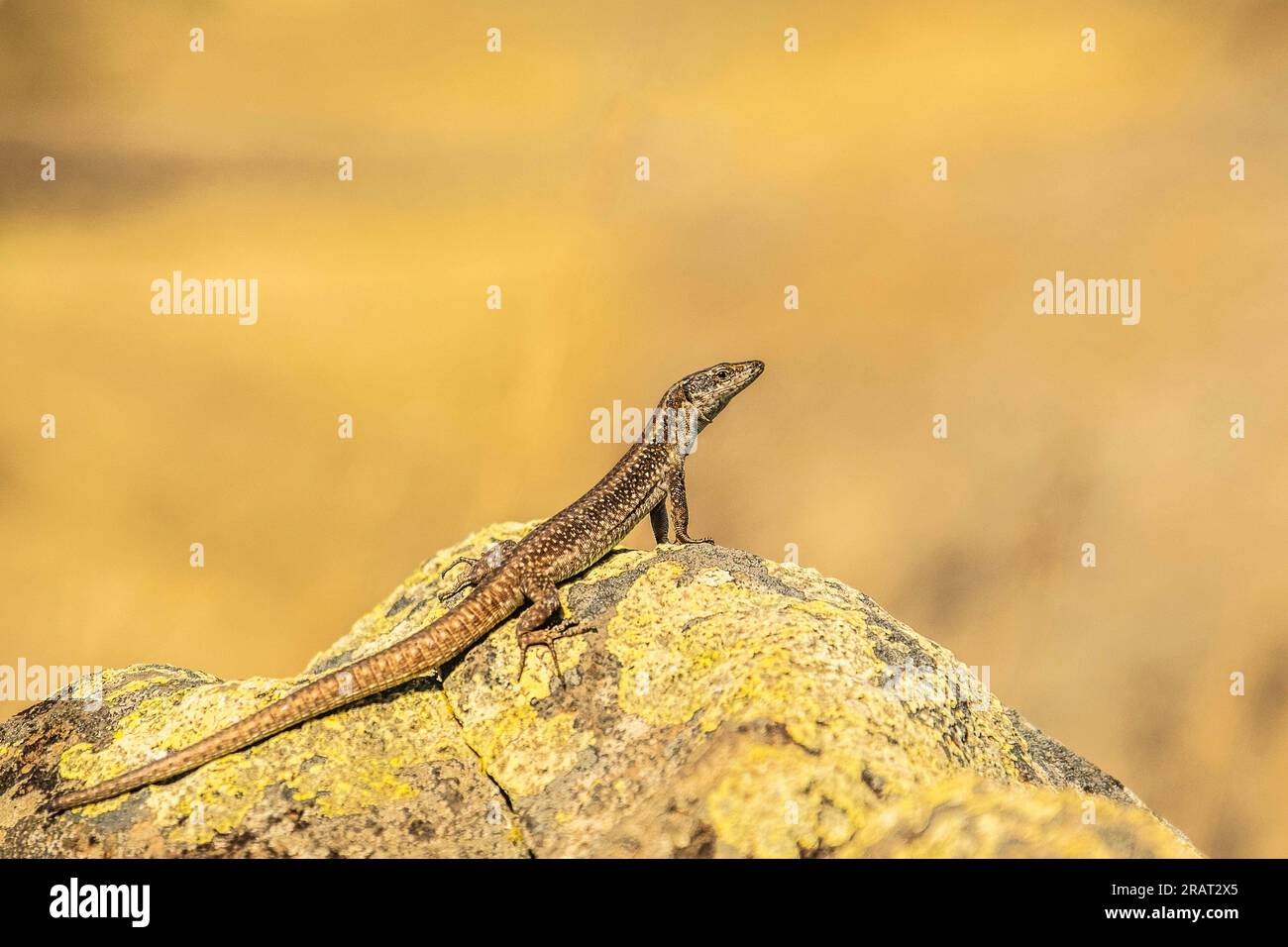 Madeiran lizard hi-res stock photography and images - Alamy