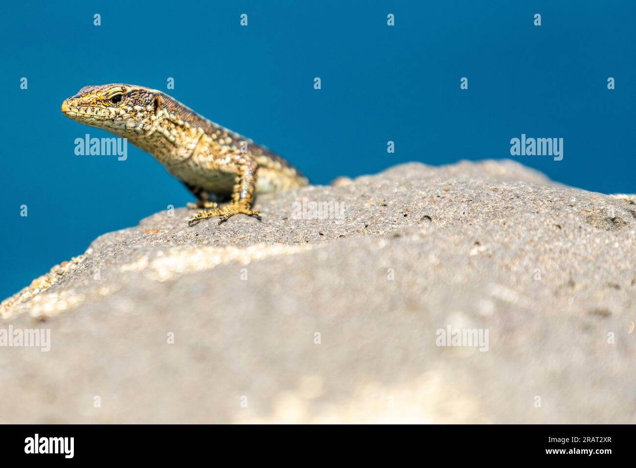 Madeiran lizard hi-res stock photography and images - Alamy