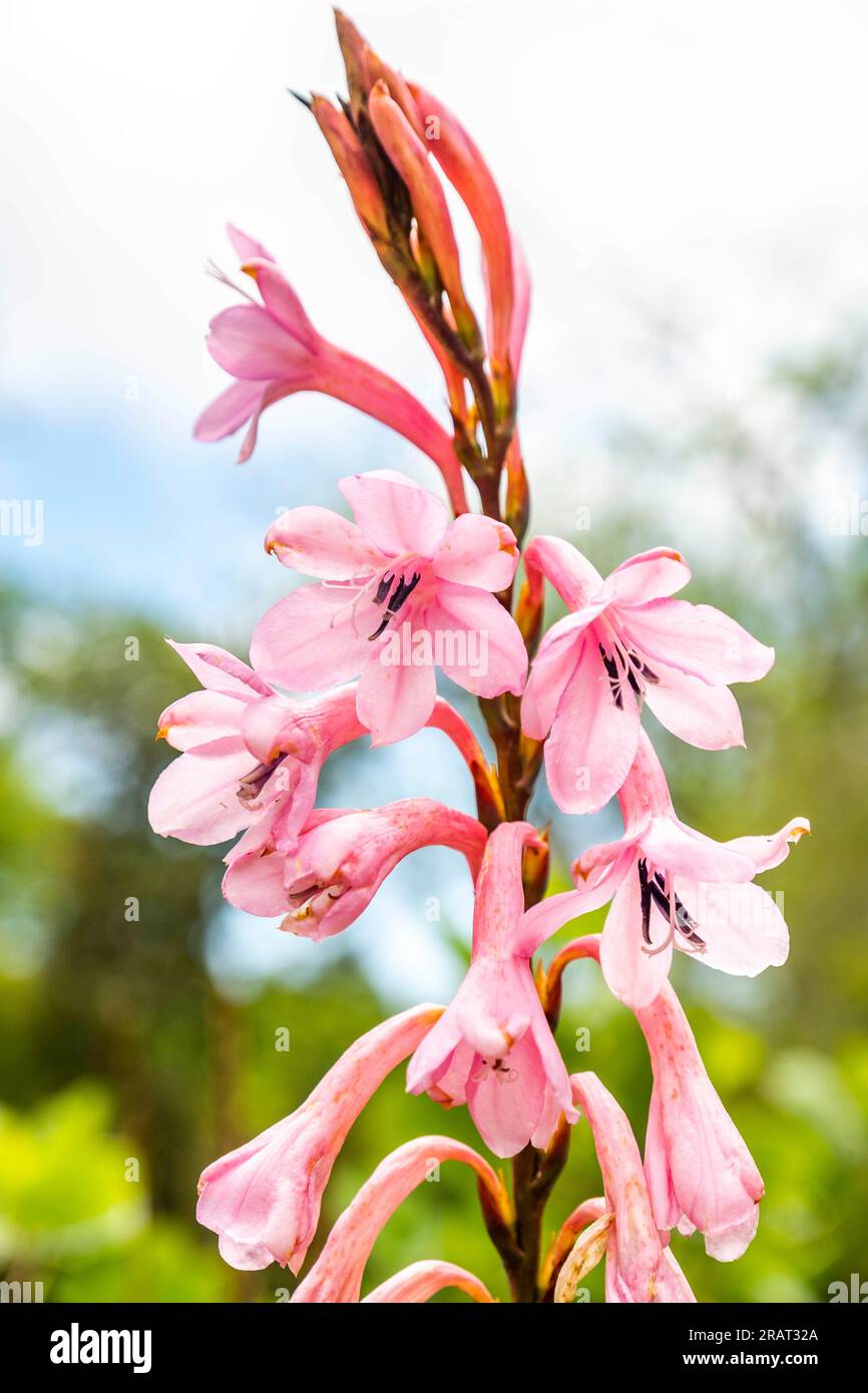 Tabularis hi-res stock photography and images - Alamy