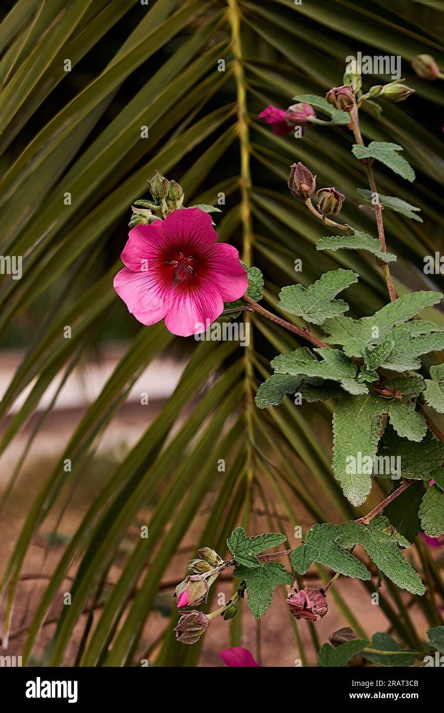 Arbolico's Mallow flower, pink with blurred background.Green stems ...