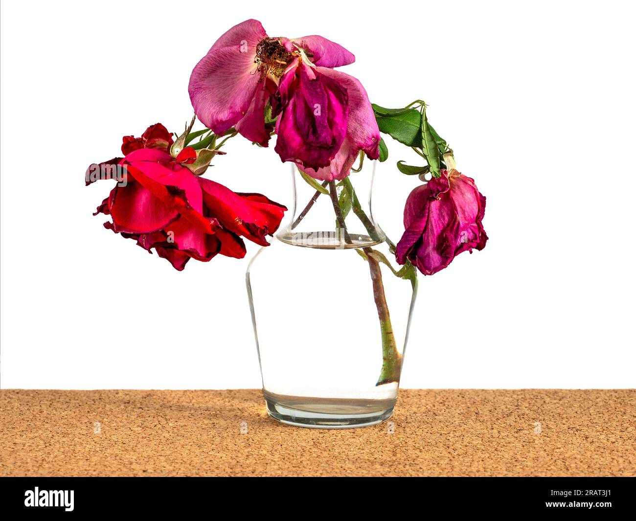 withered rose in a glass vase on a white background, fallen rose petals ...