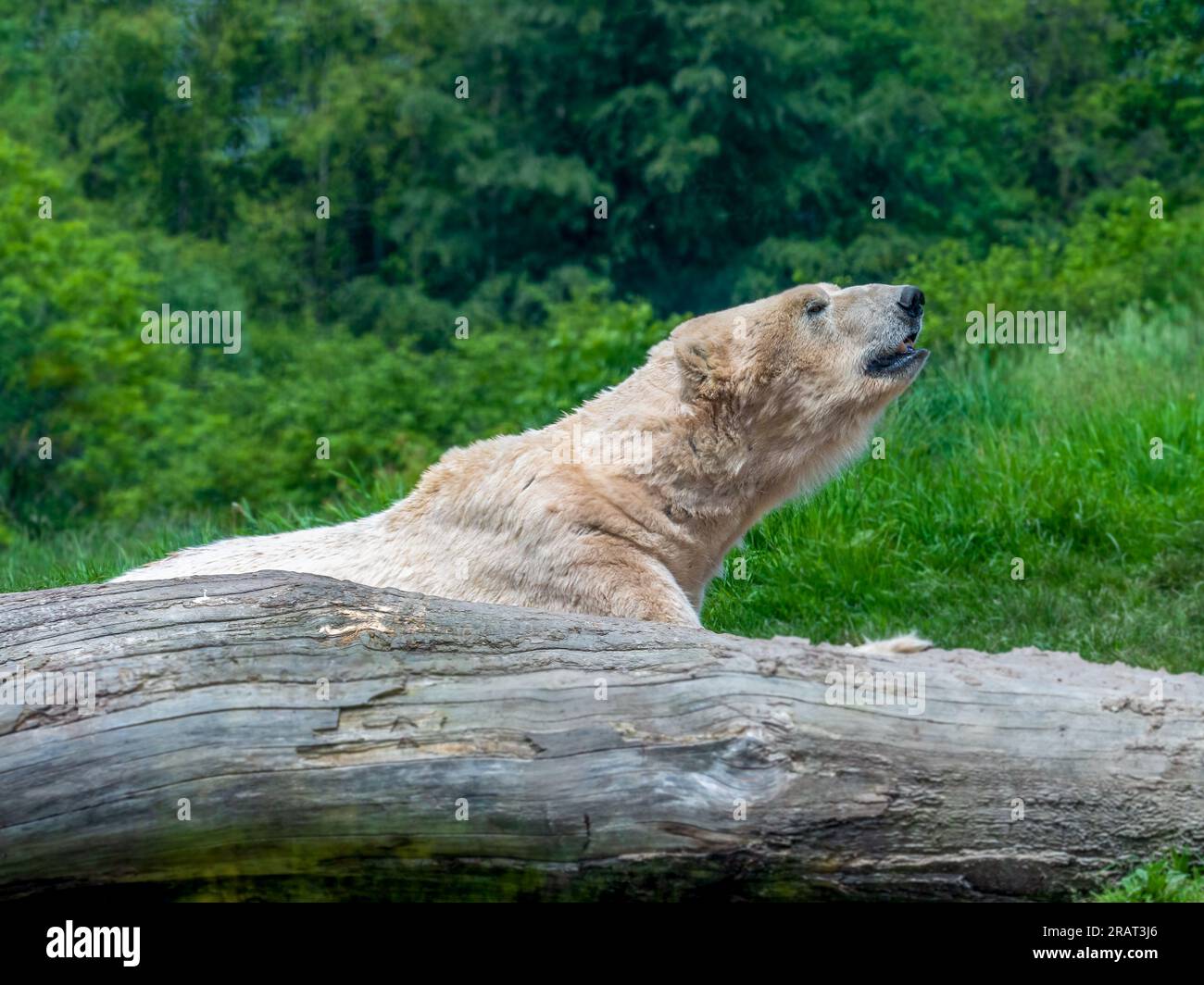 polar bear - of the Uridae species living in the far north of the ...