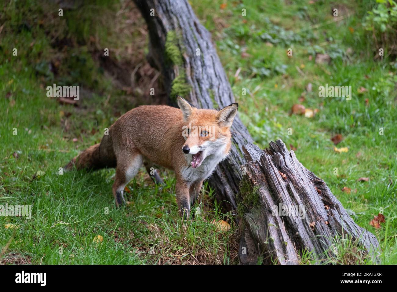 Red Fox (Vulpes vulpes) alert and showing teeth, natural environment ...