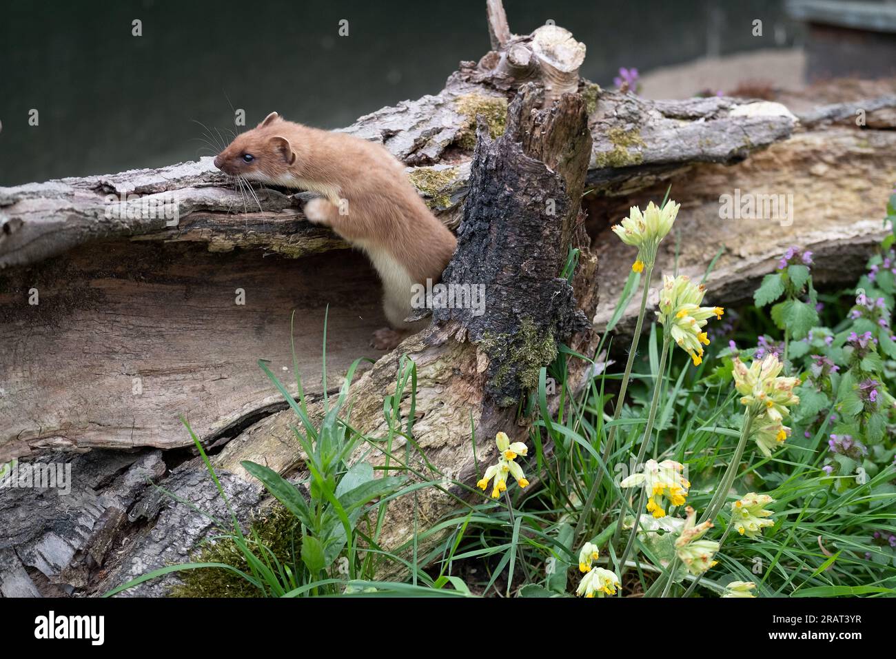 Stoat (Mustela erminea) also known as the Eurasian ermine, Beringian ...