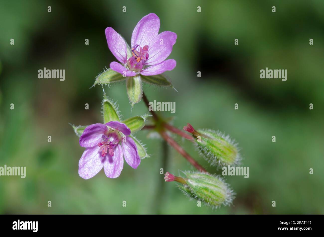 Redstem filaree storks bill pinweed hi-res stock photography and images ...
