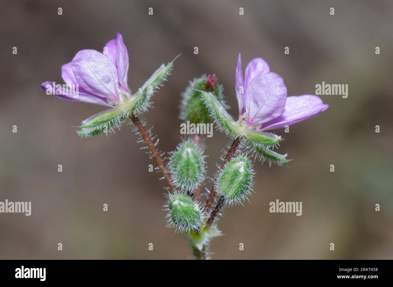 Redstem Stork's Bill, Erodium cicutarium Stock Photo - Alamy