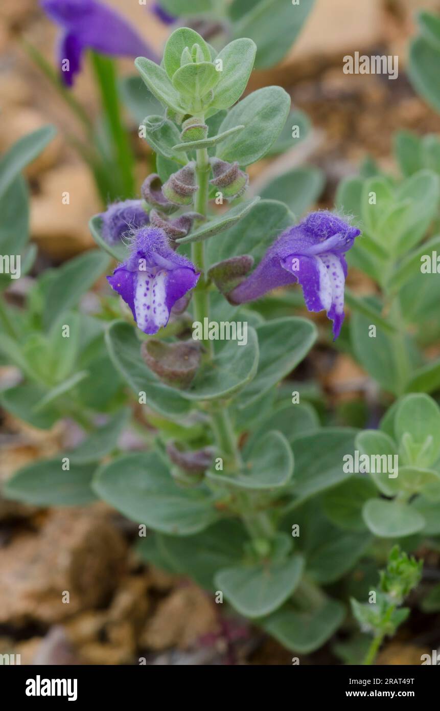Shrubby skullcap hi-res stock photography and images - Alamy