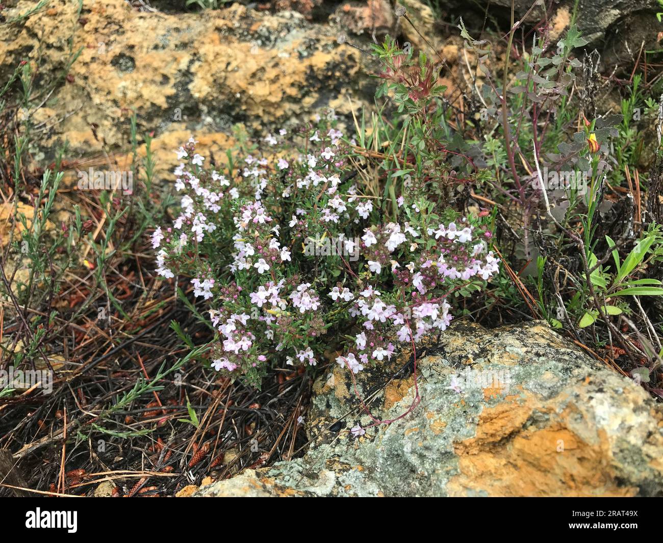 rural image of a thyme plant in full bloom Stock Photo - Alamy