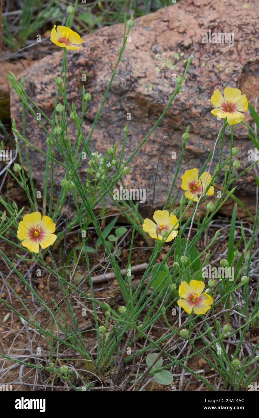Stiffstem Flax, Linum rigidum Stock Photo - Alamy