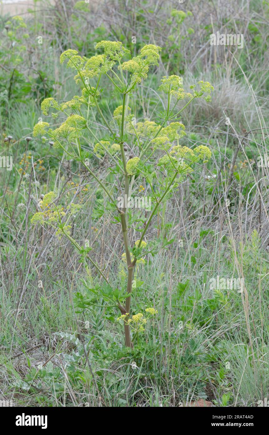Parsley, Polytaenia sp Stock Photo - Alamy
