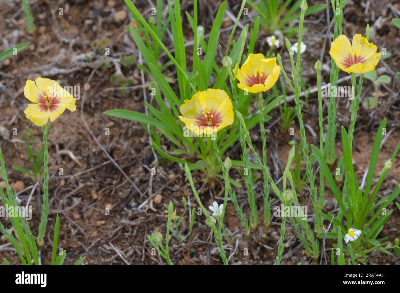 Stiffstem Flax, Linum rigidum Stock Photo - Alamy