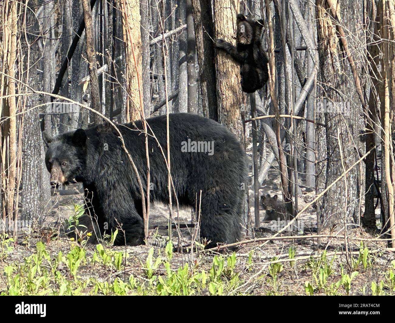 Adult Black Bear with cub, Division C of the Long Lake Fire in Rainbow ...