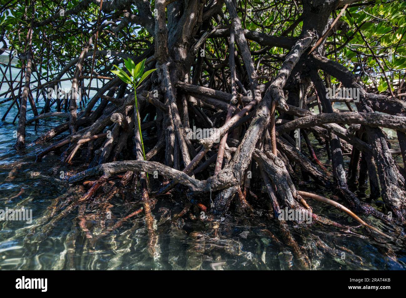 Labirinto of mangroves hi-res stock photography and images - Alamy