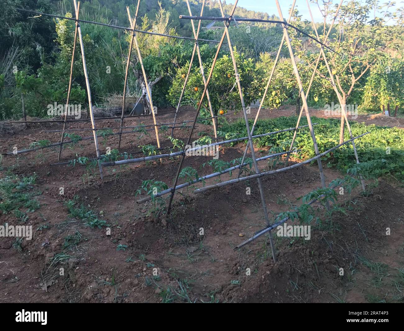 cane structure where tomato plants are supported as they grow Stock ...