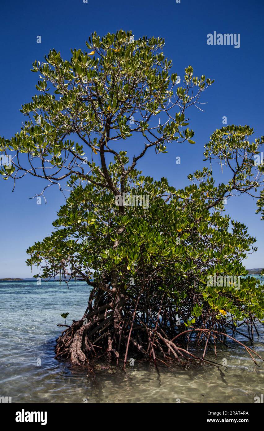 Philippines palawan mangroves forest hi-res stock photography and ...