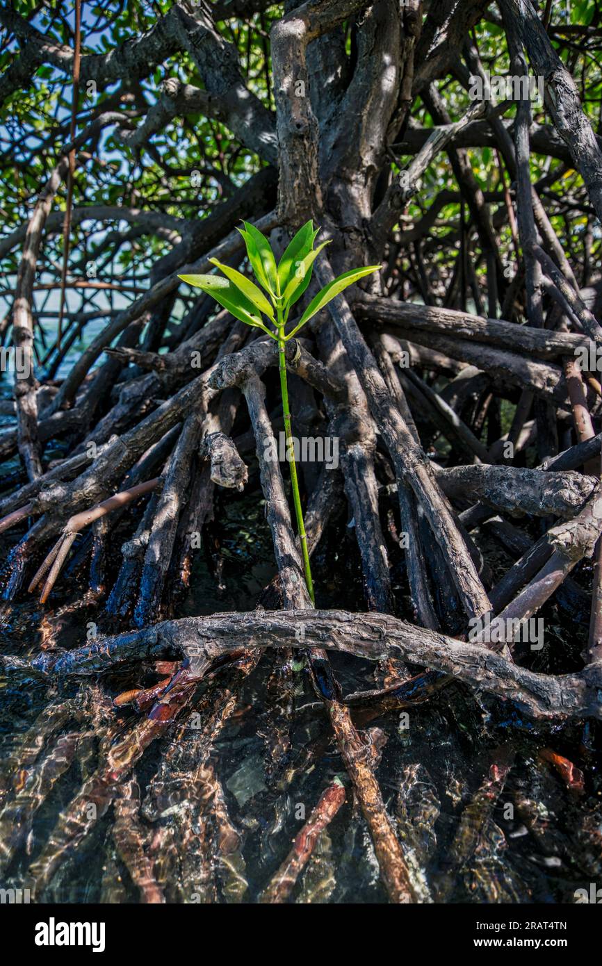 Philippines palawan tree roots hi-res stock photography and images - Alamy