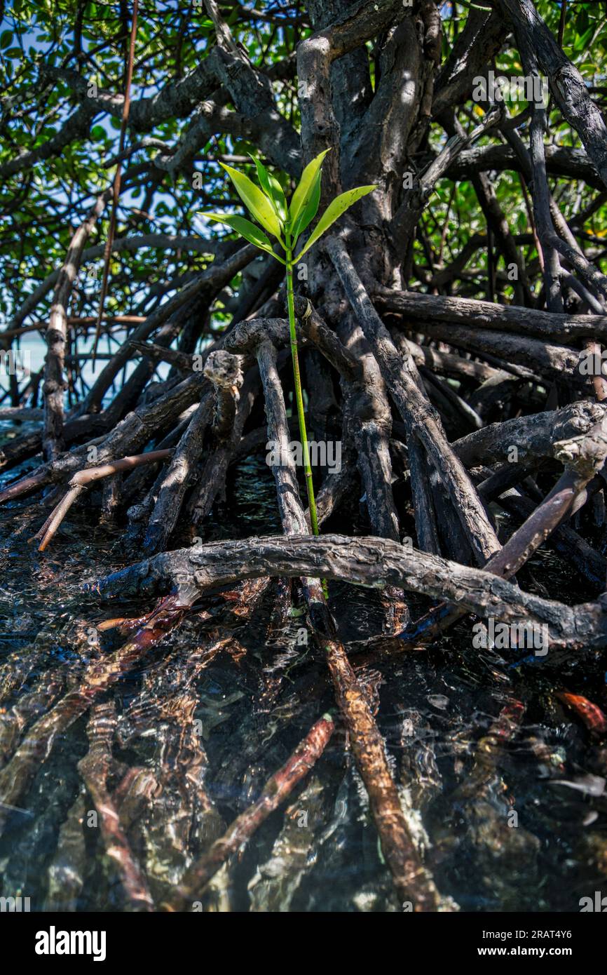 Labirinto of mangroves hi-res stock photography and images - Alamy