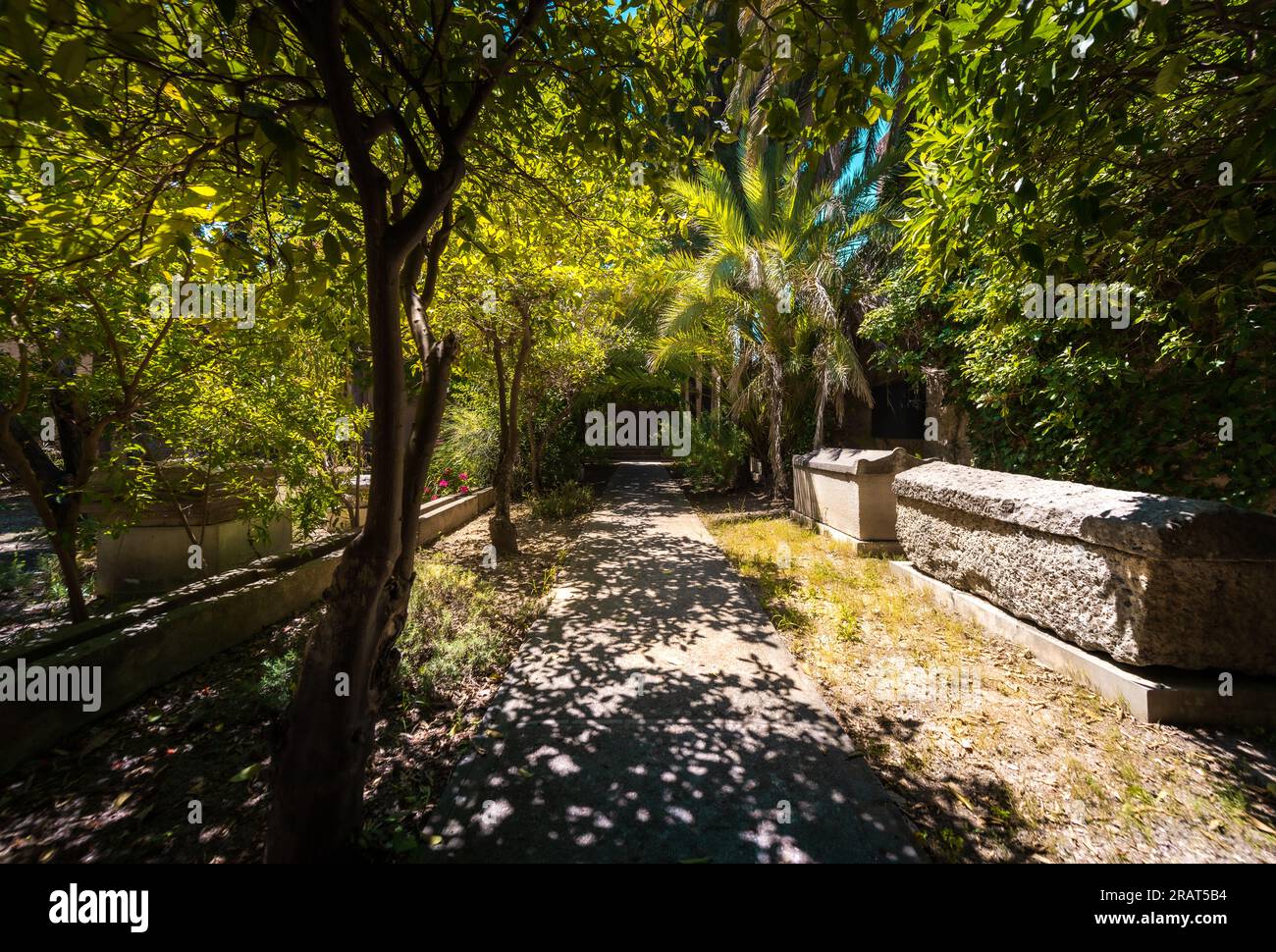 greek park with palm trees in sunlight Stock Photo - Alamy