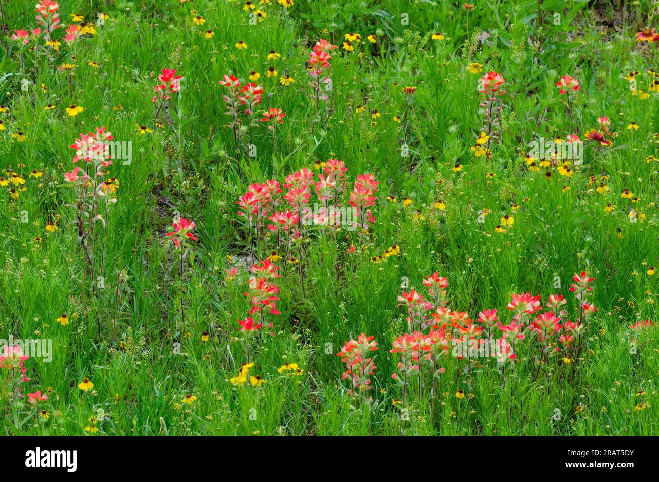 Helenium badium hi-res stock photography and images - Alamy
