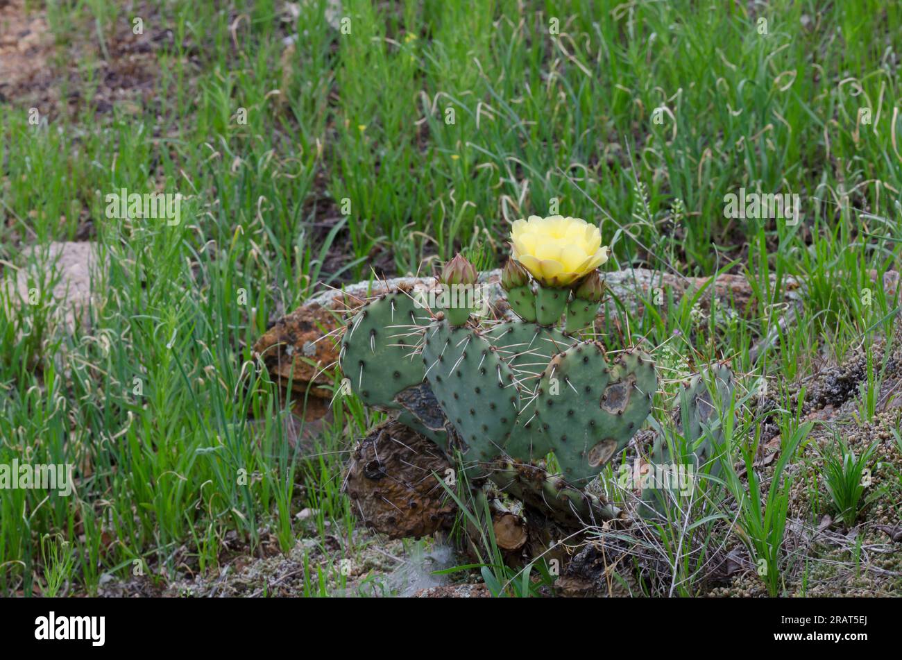 Prairie prickly pear cactus hi-res stock photography and images - Alamy