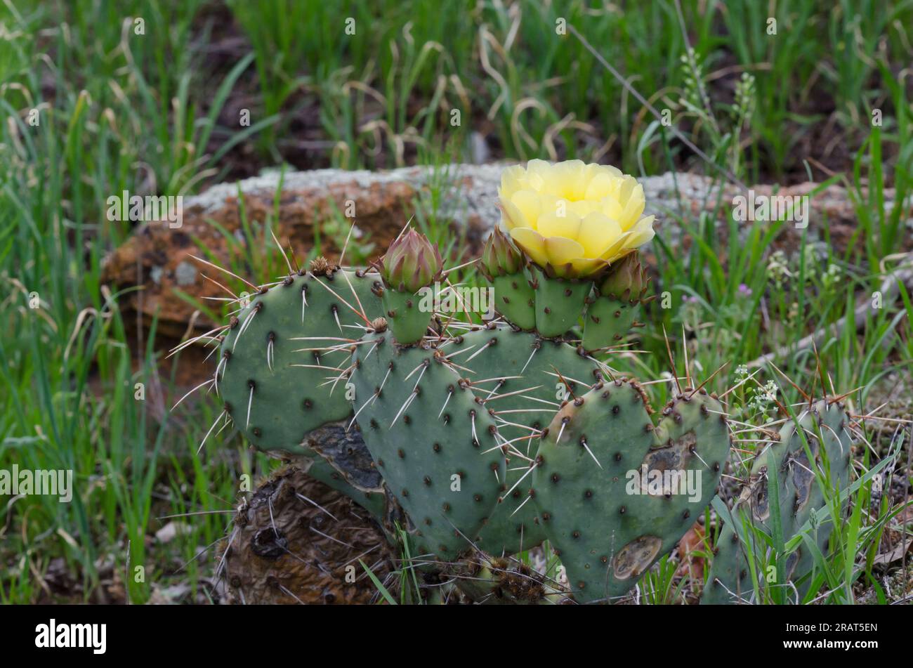 Prairie prickly pear cactus hi-res stock photography and images - Alamy
