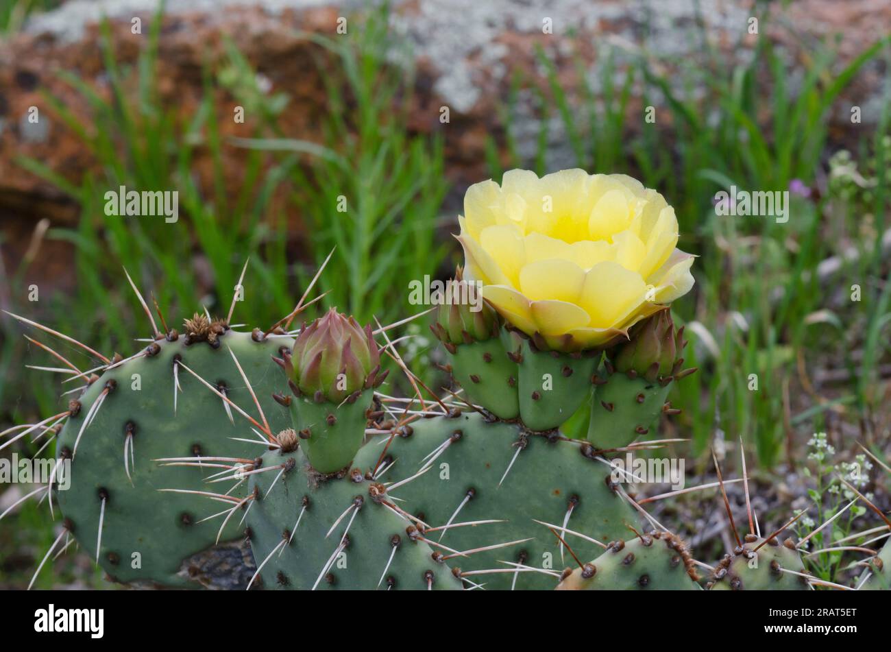 Prairie prickly pear cactus hi-res stock photography and images - Alamy