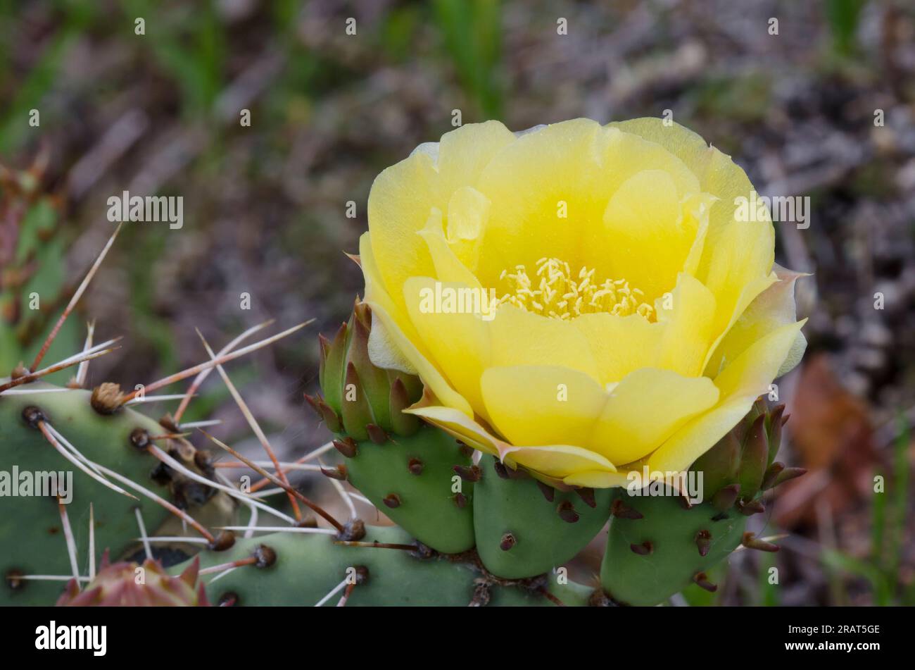 Prairie prickly pear cactus hi-res stock photography and images - Alamy