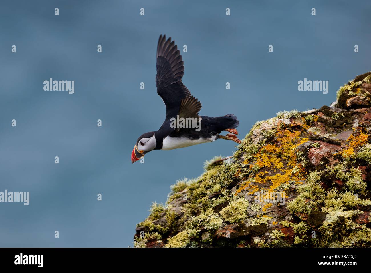 Puffin on the cliff edge flying from rocks Stock Photo - Alamy