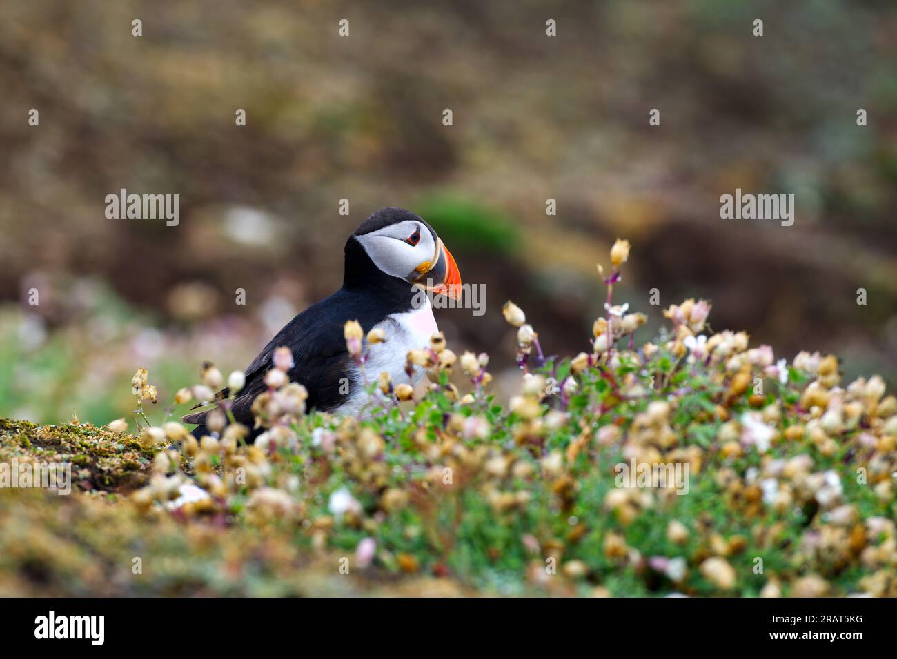 Puffin on cliff flowers hi-res stock photography and images - Alamy