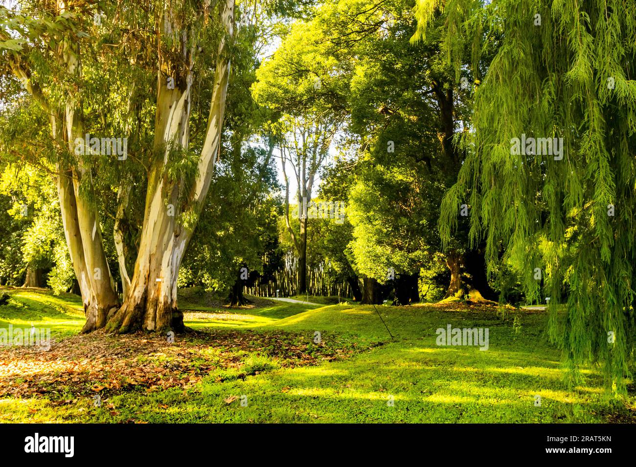 Various green trees supported by ropes in dendrological park in ...