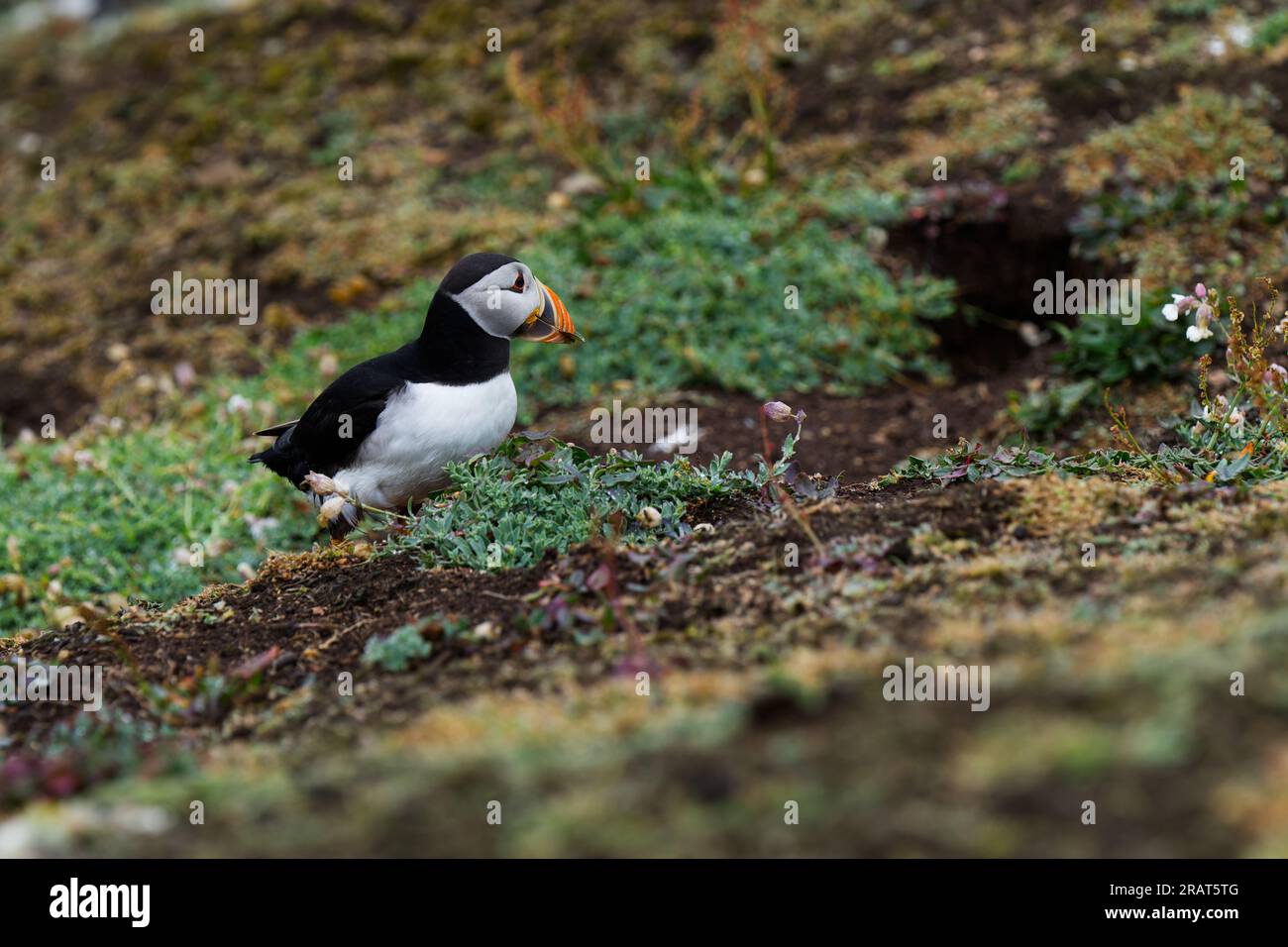 Puffin eating hi-res stock photography and images - Alamy