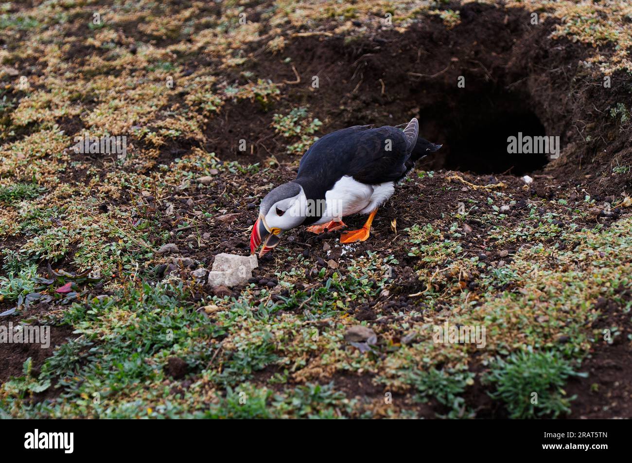 Rock colourful sweet hi-res stock photography and images - Alamy
