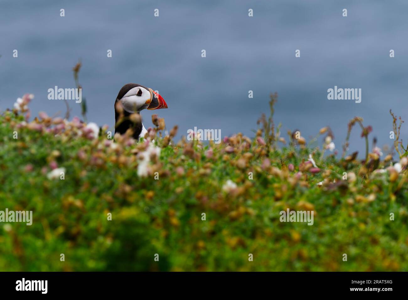 Puffin head popping from the edge of the flowers Stock Photo - Alamy