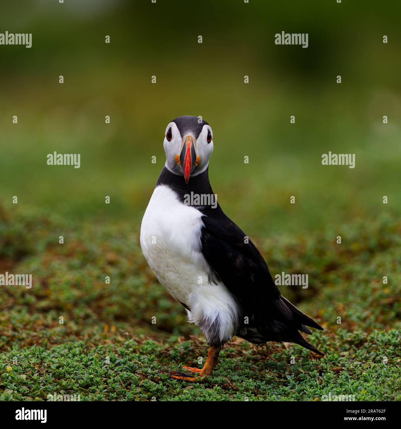 Puffin bonding hi-res stock photography and images - Alamy