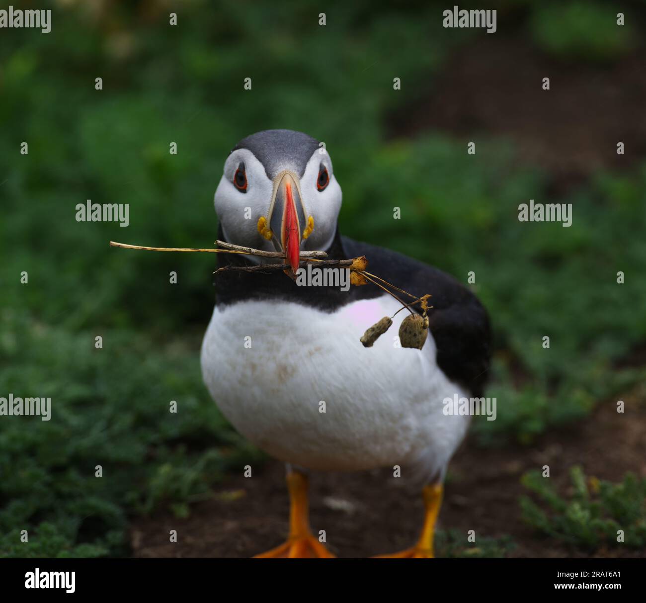 Puffin with Stick collecting for the nest Stock Photo - Alamy