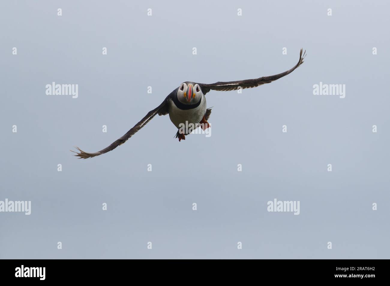 I can fly hi-res stock photography and images - Alamy