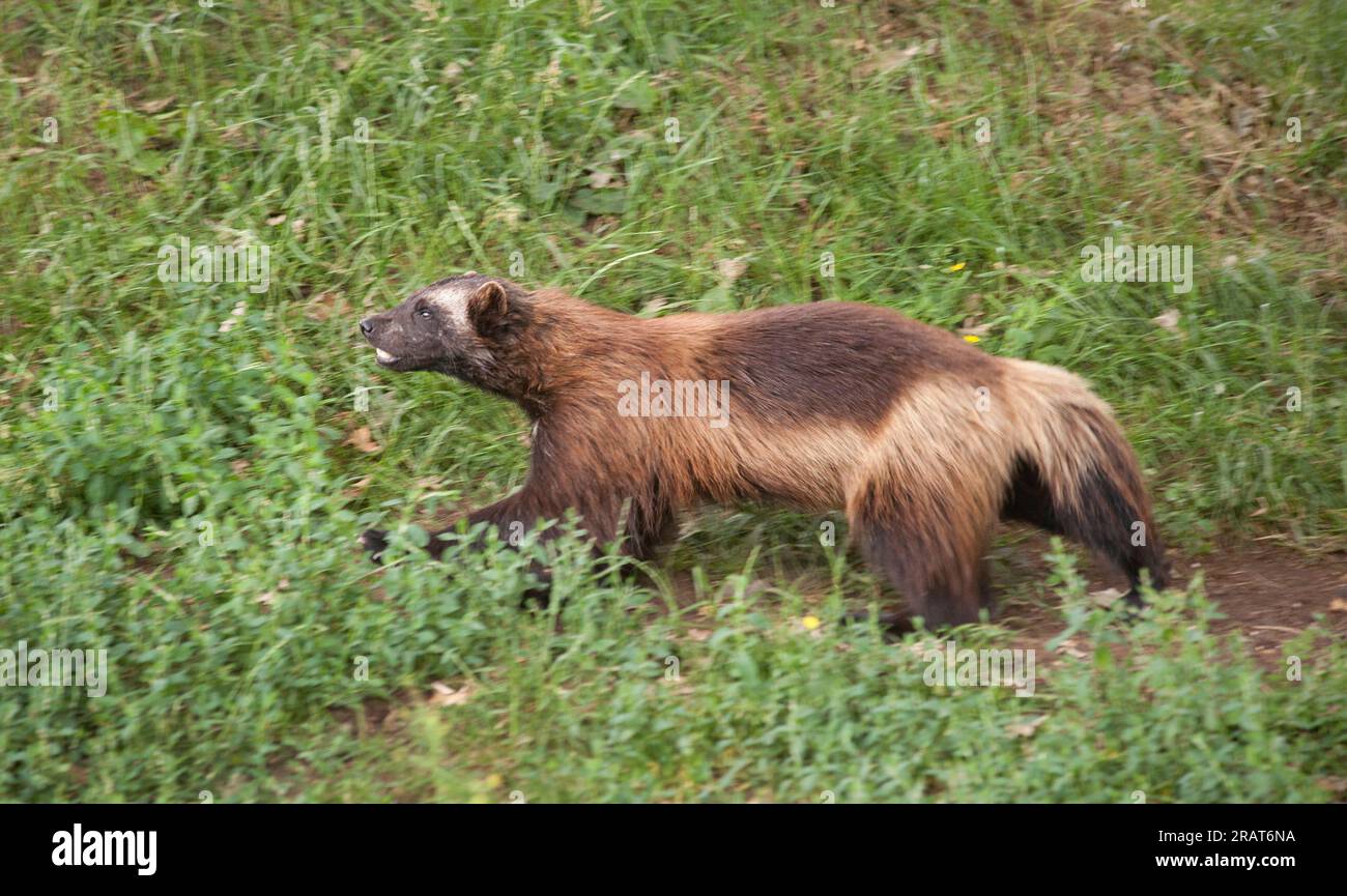 Wolverine, Gulo gulo Stock Photo - Alamy