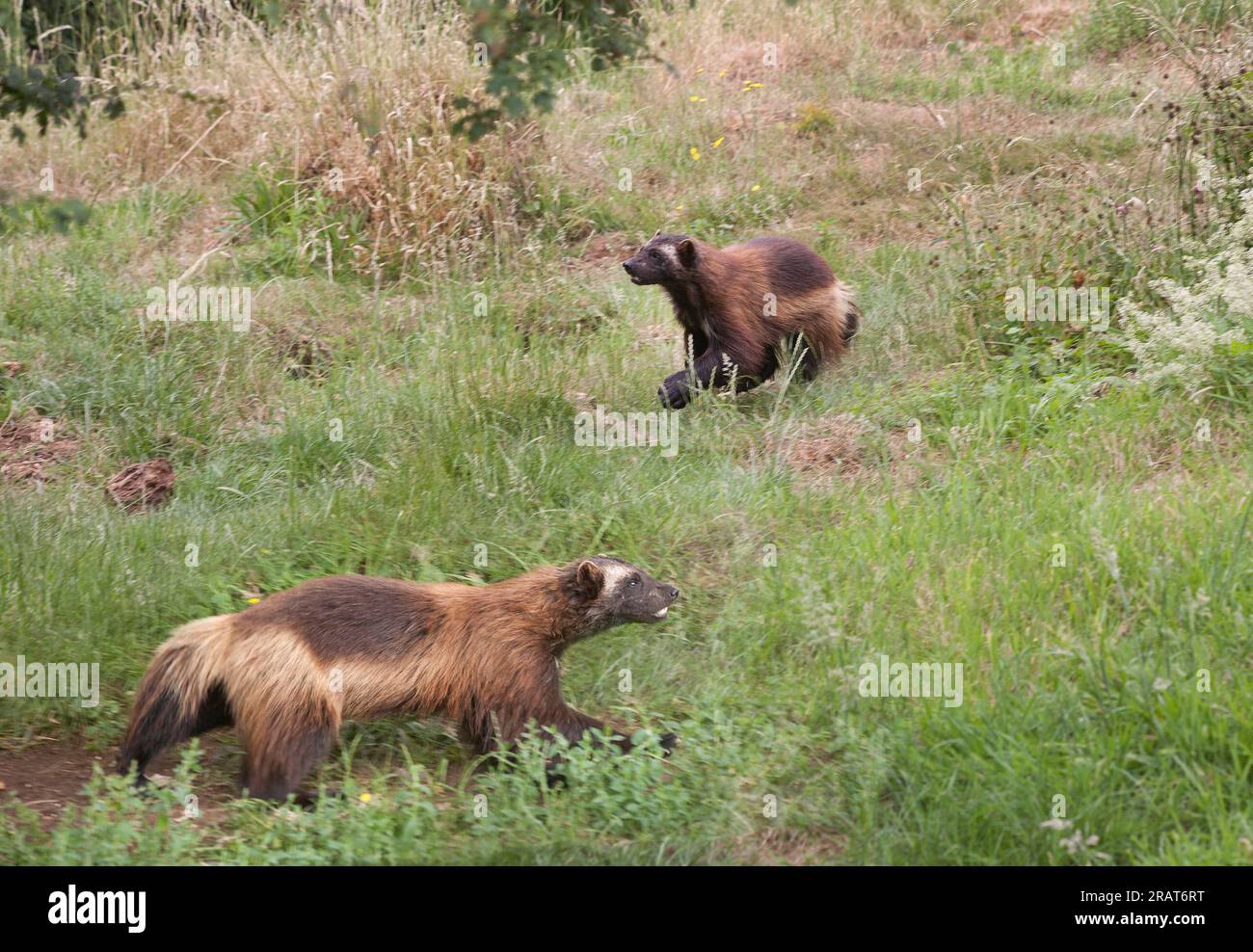 Wolverines, Gulo gulo Stock Photo - Alamy