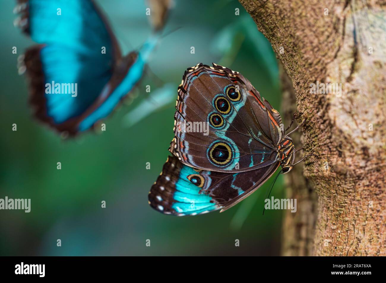 blue morpho butterfly Morpho peleides sitting on tree with flying ...
