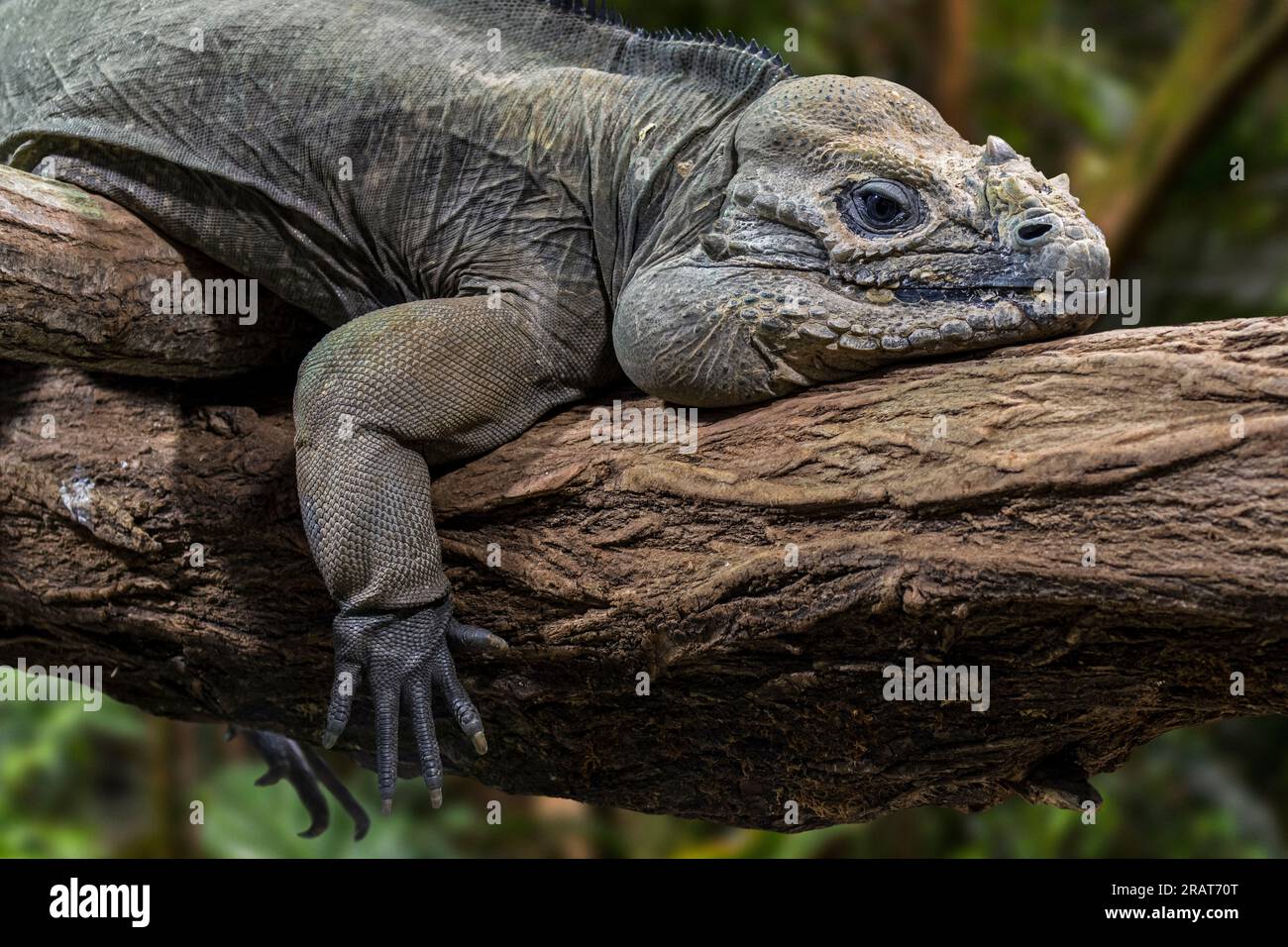 Rhinoceros iguana (Cyclura cornuta) resting in tree, endangered species ...
