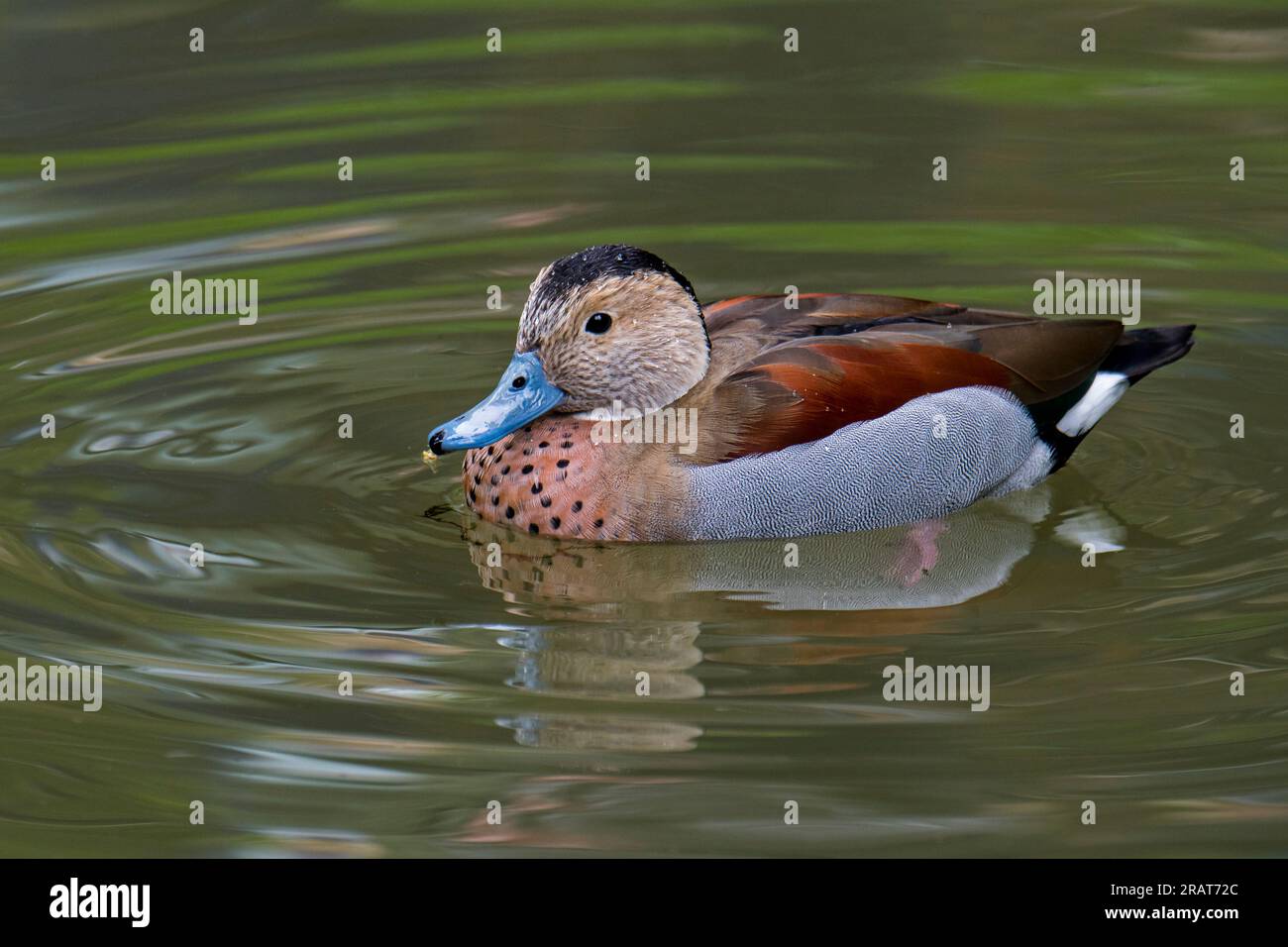 Ringed teal (Callonetta leucophrys) male swimming in pond, small duck ...