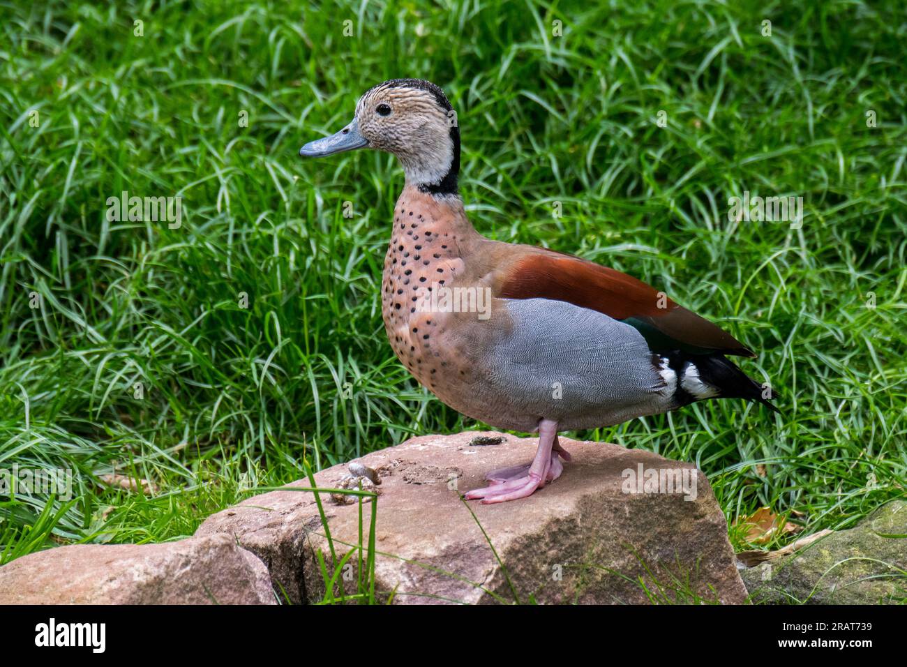 Ringed teal (Callonetta leucophrys) male resting in grassland, small ...