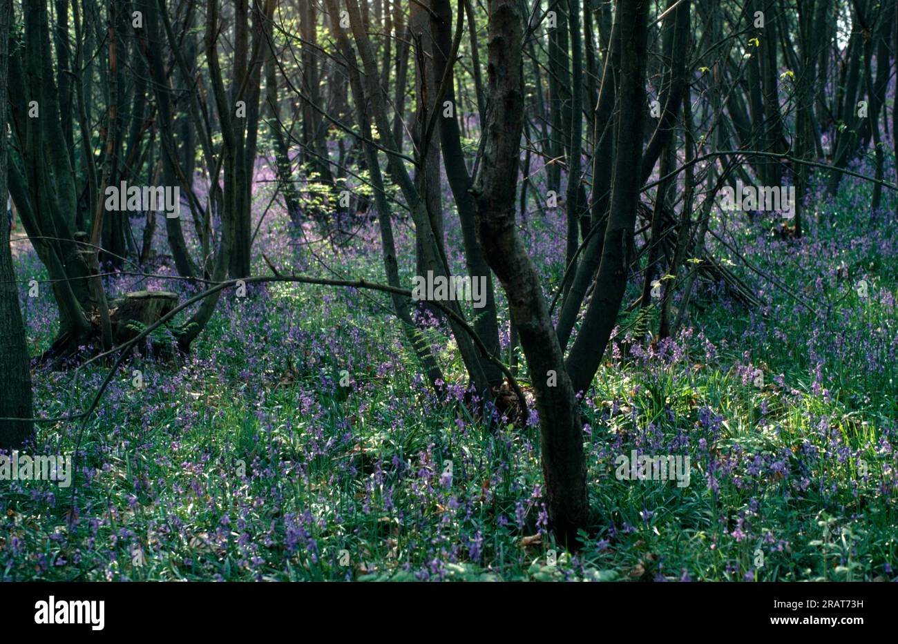 Ash coppice hill hi-res stock photography and images - Alamy
