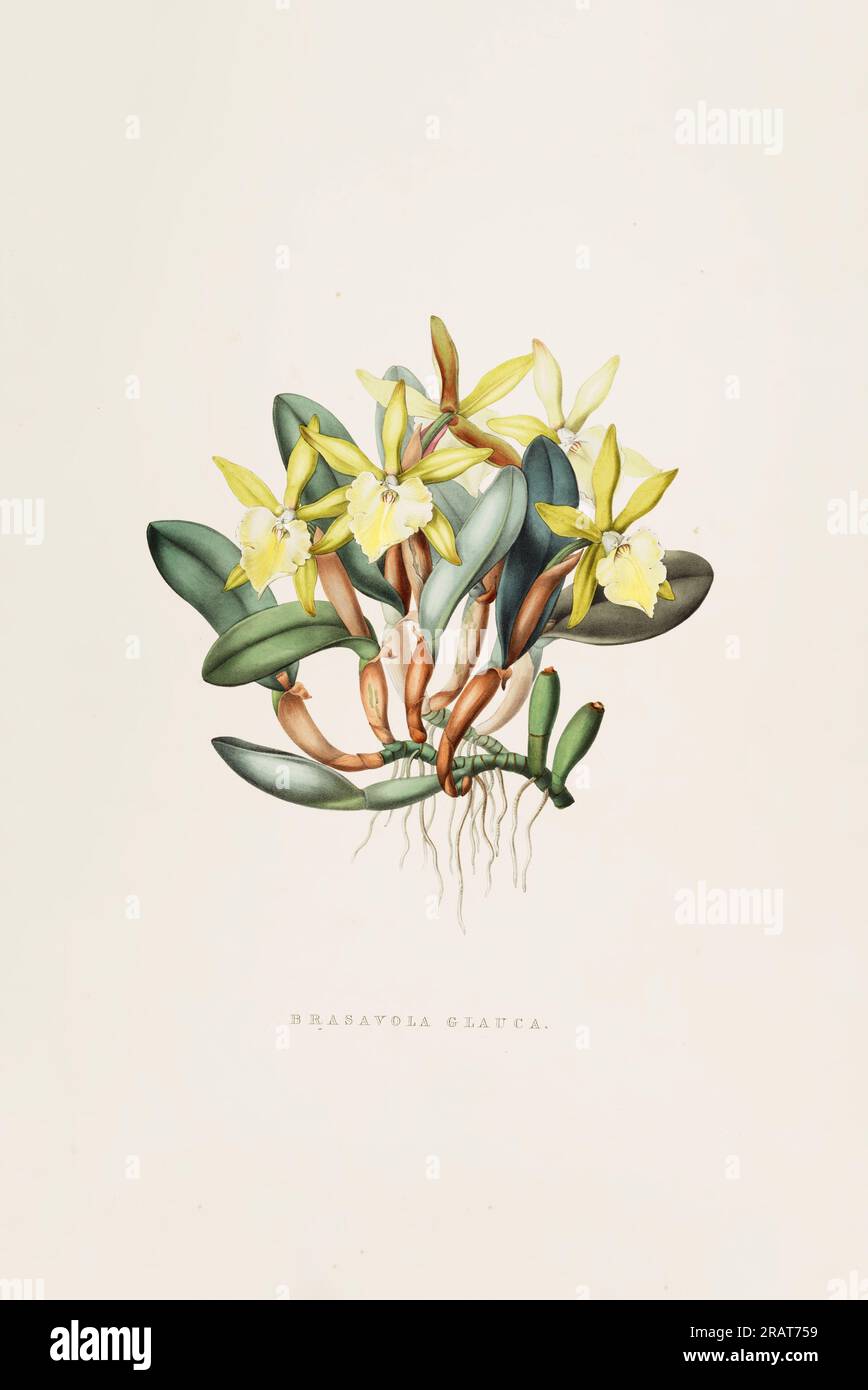 Stunning orchid plant and flowers indigenous to Mexico and Guatemala ...