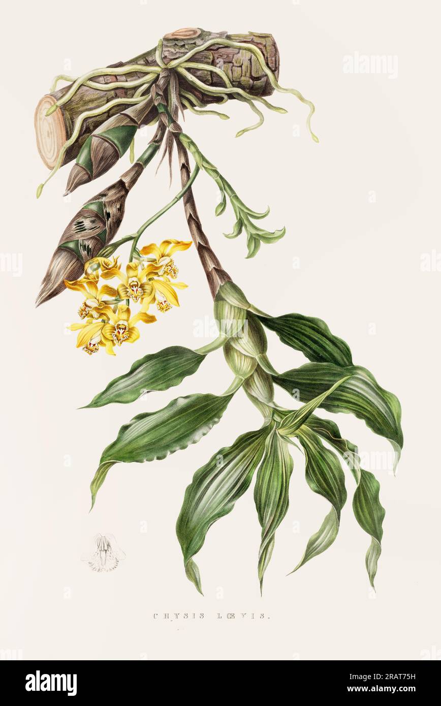 Stunning orchid plant and flowers indigenous to Mexico and Guatemala ...